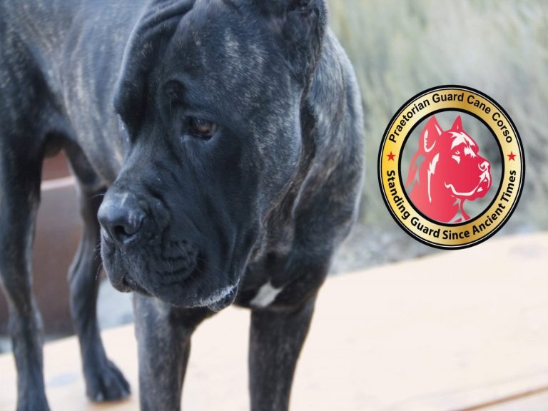 About The Cane Corso – A History Born In War – Praetorian Guard Cane Corso
