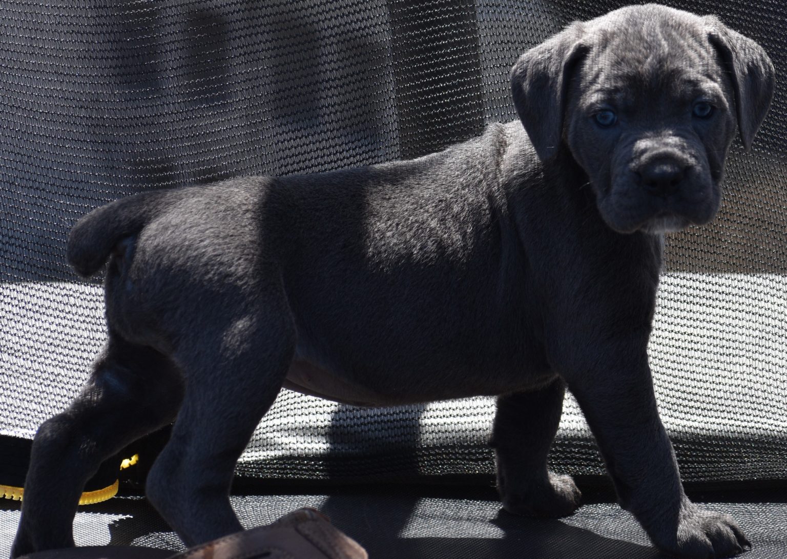Praetorian Guard Cane Corso – Standing Guard Since Ancient Times – Cane ...